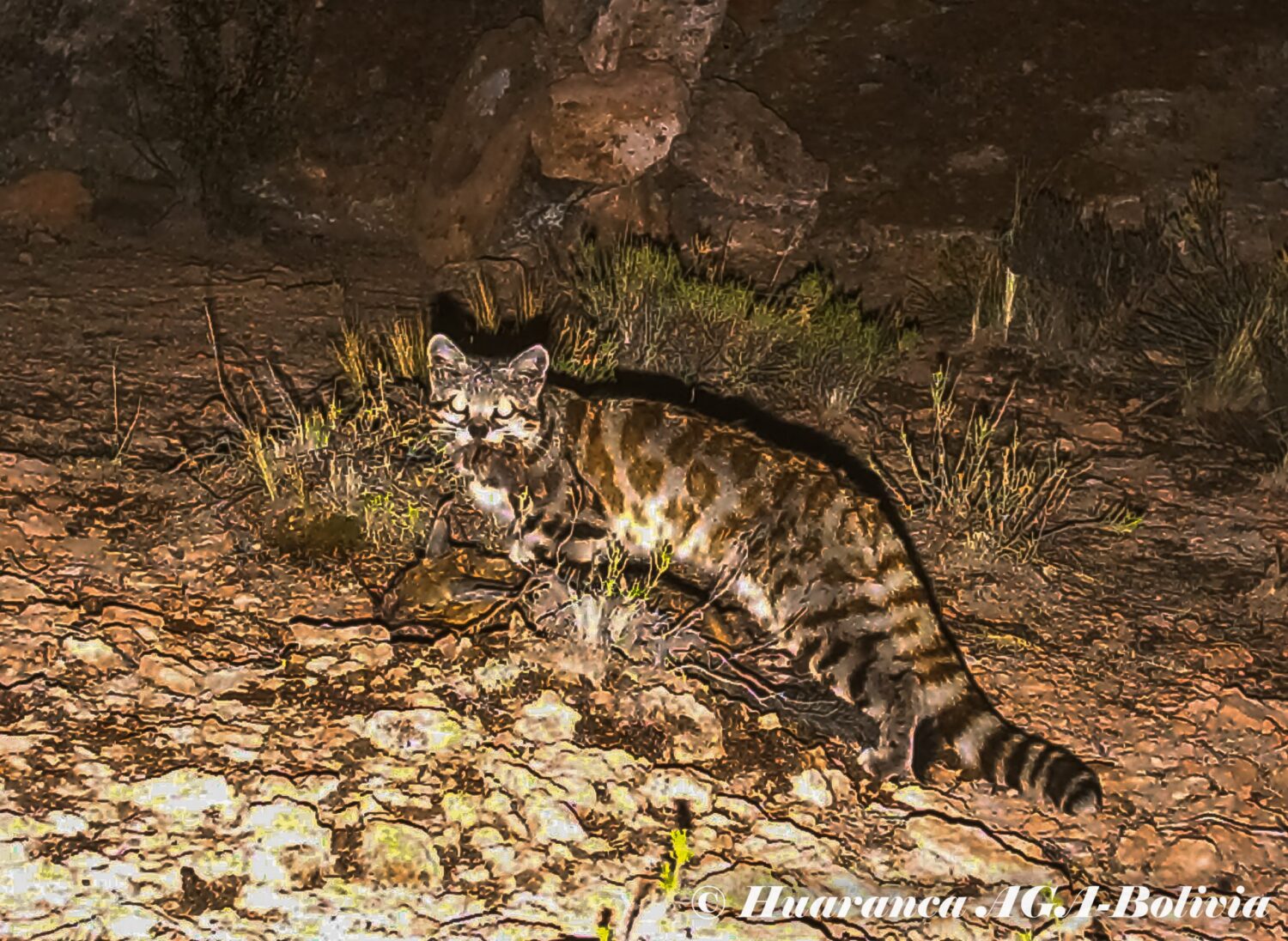 Gallery - Gato Andino