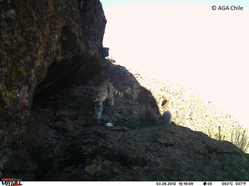 Gallery - Gato Andino